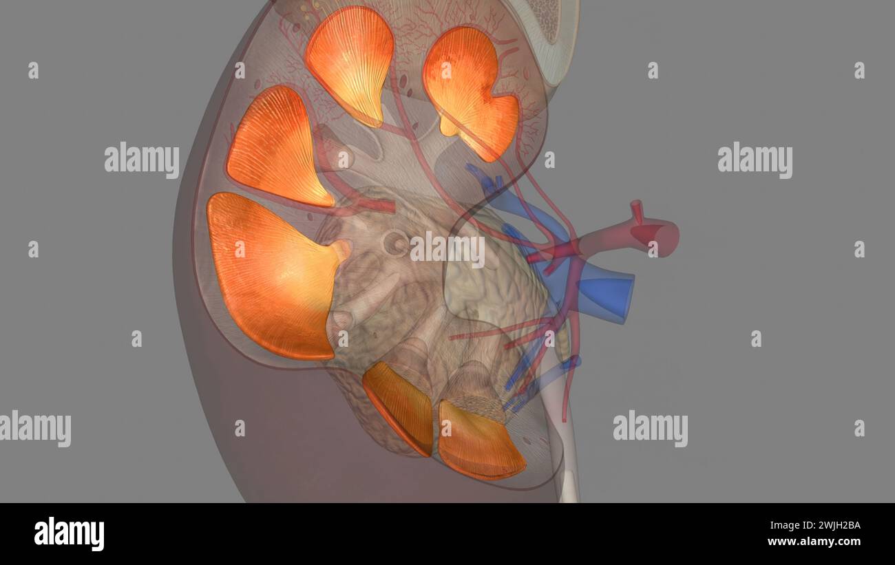 Humans have seven renal pyramids, which are cone-shaped kidney tissues ...