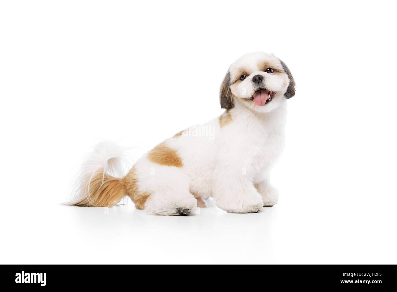 Adorable, happy, smiling little pet, purebred shih tzu dog sitting with ...