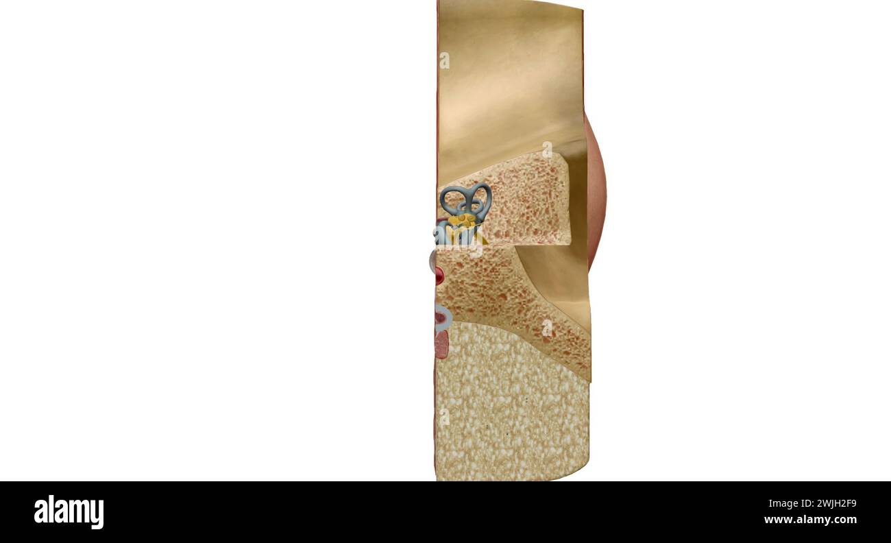 An ear is the organ that enables hearing and, in mammals, body balance ...