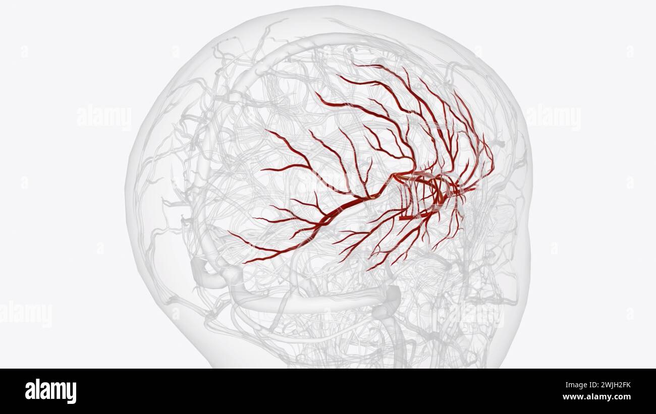 Vena cerebral hi-res stock photography and images - Alamy