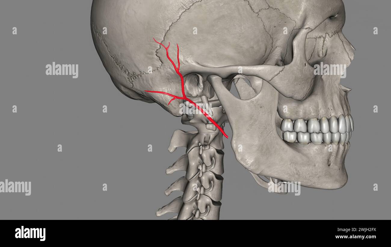 The posterior auricular artery is a smaller muscular artery that ...