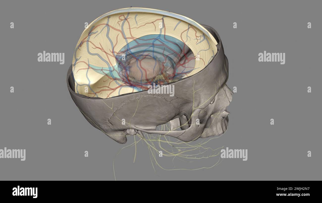 Falx cerebri hi-res stock photography and images - Alamy