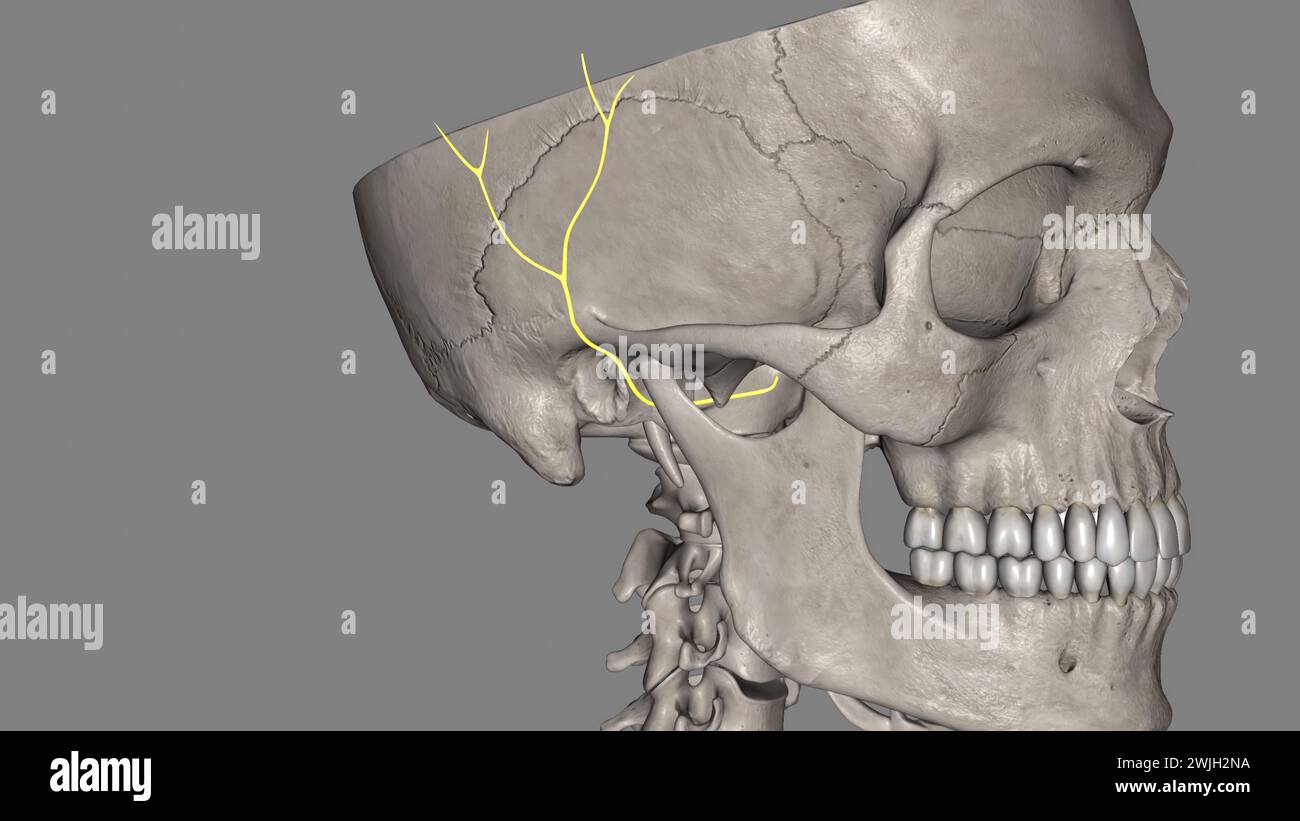 Sensation cells hi-res stock photography and images - Alamy