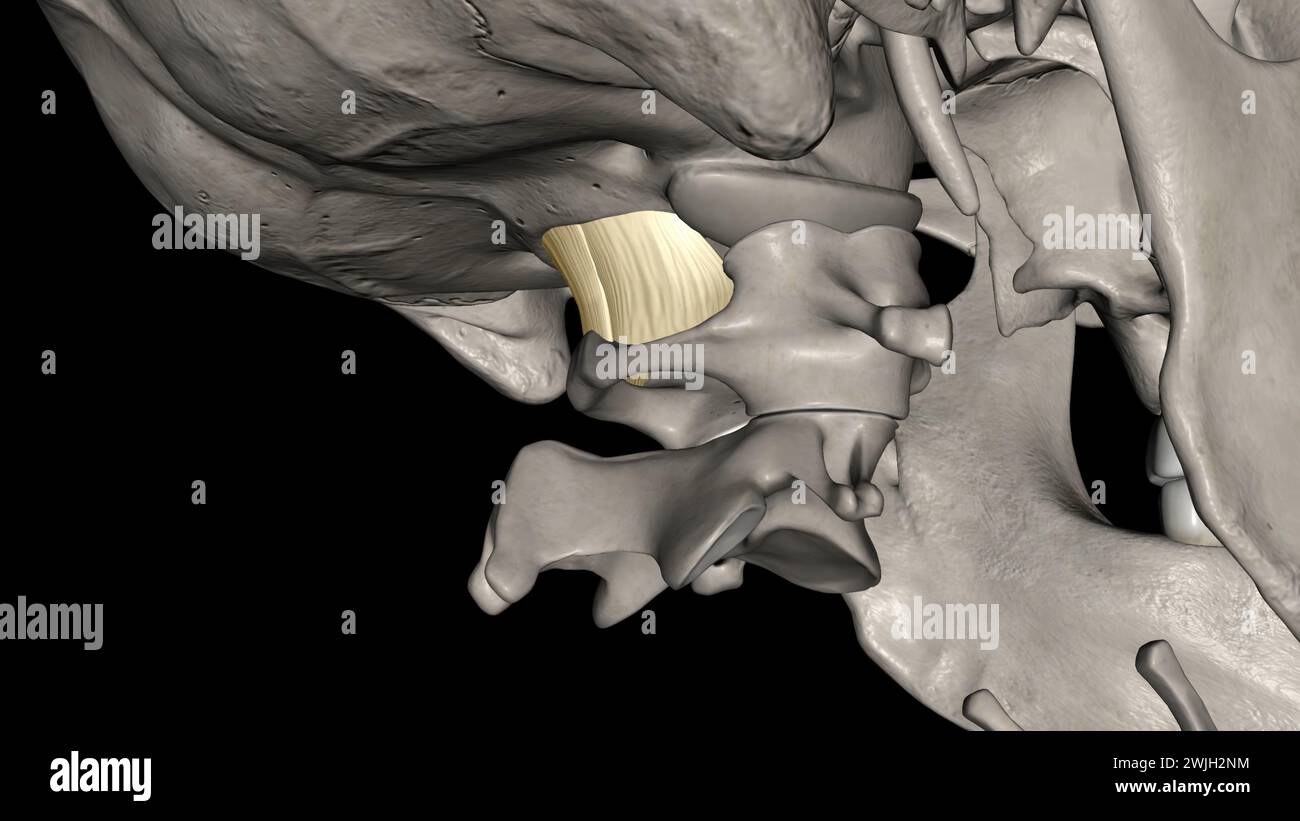 Posterior atlanto axial membrane 3d medical Stock Photo - Alamy