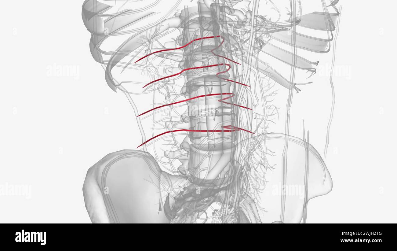 Branches of the abdominal aorta hi-res stock photography and images - Alamy
