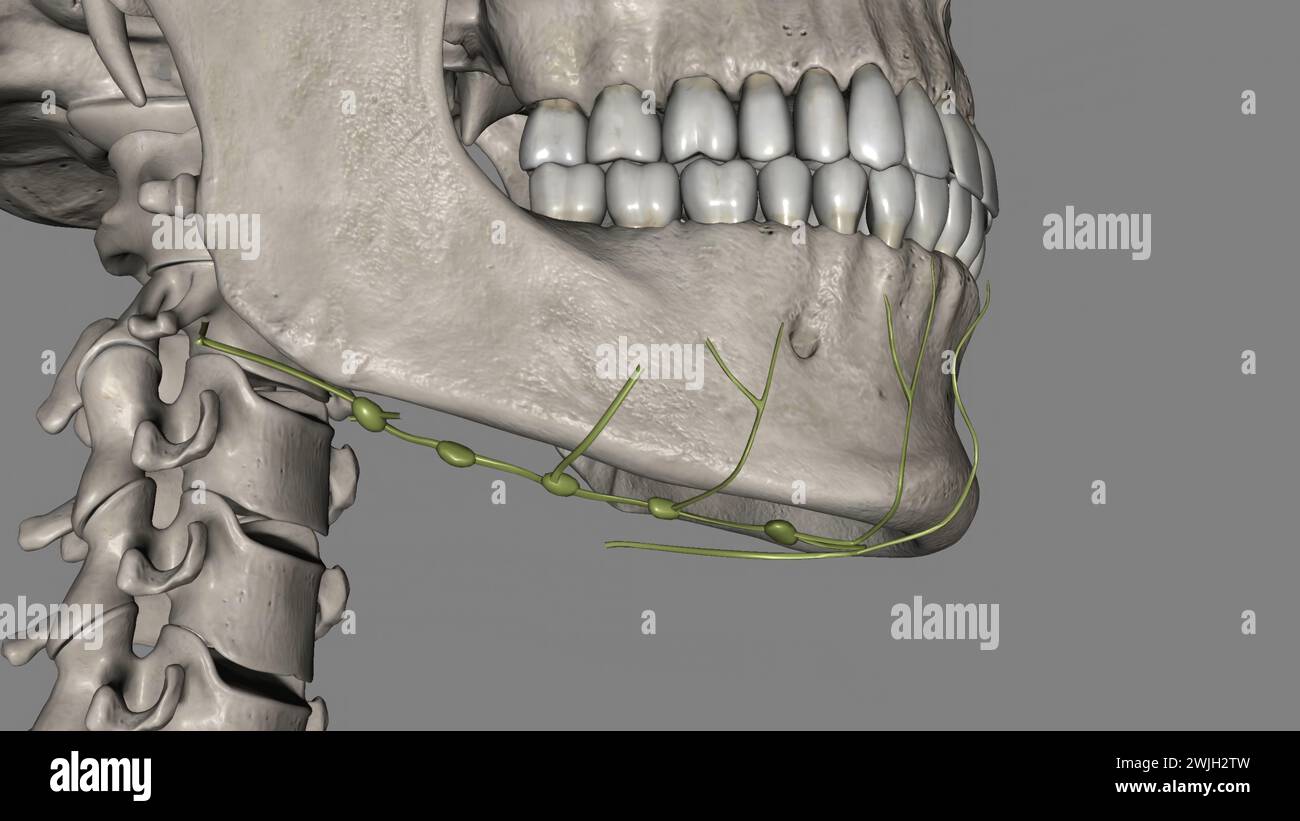Submental lymph nodes hi-res stock photography and images - Alamy
