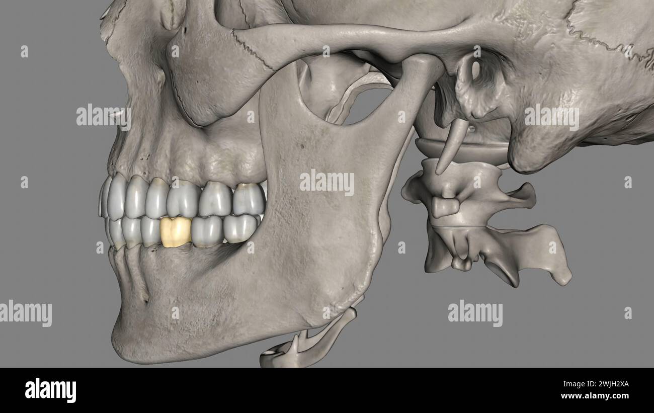 Mandibular first molar hi-res stock photography and images - Alamy