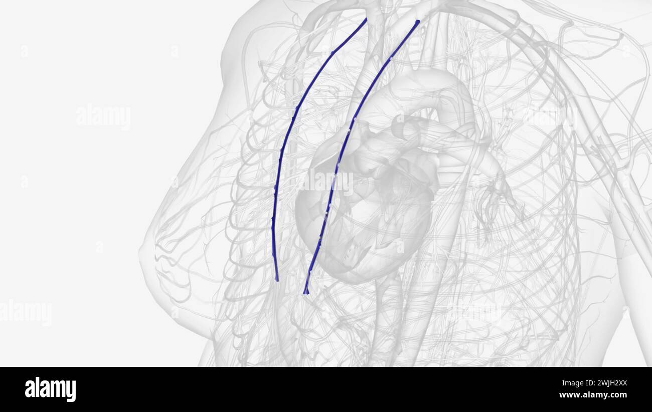 The internal thoracic vein is located deep within your chest 3d ...