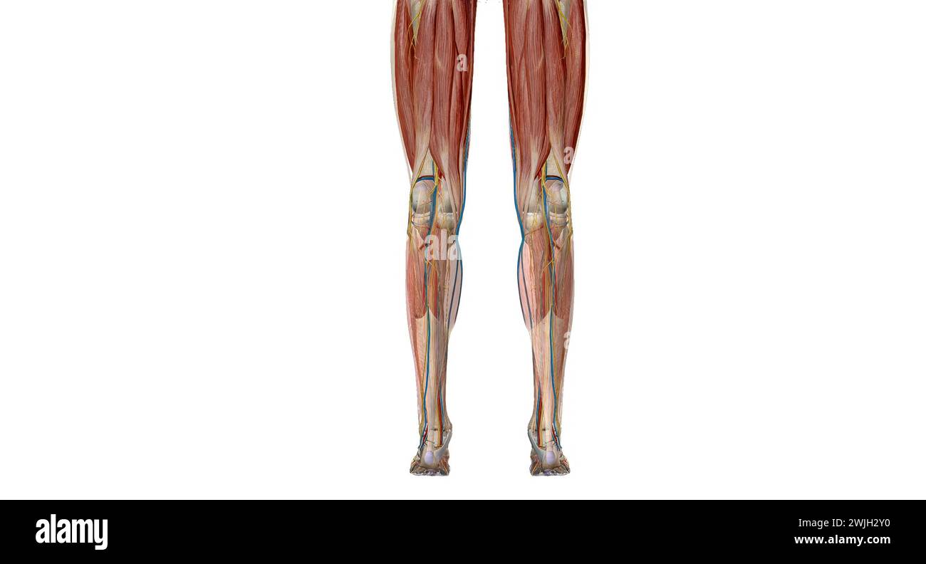 The knee joins the thigh bone (femur) to the shin bone (tibia). 3D ...