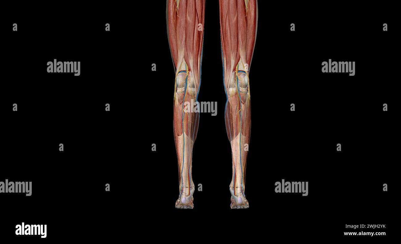 The knee joins the thigh bone (femur) to the shin bone (tibia). 3D ...