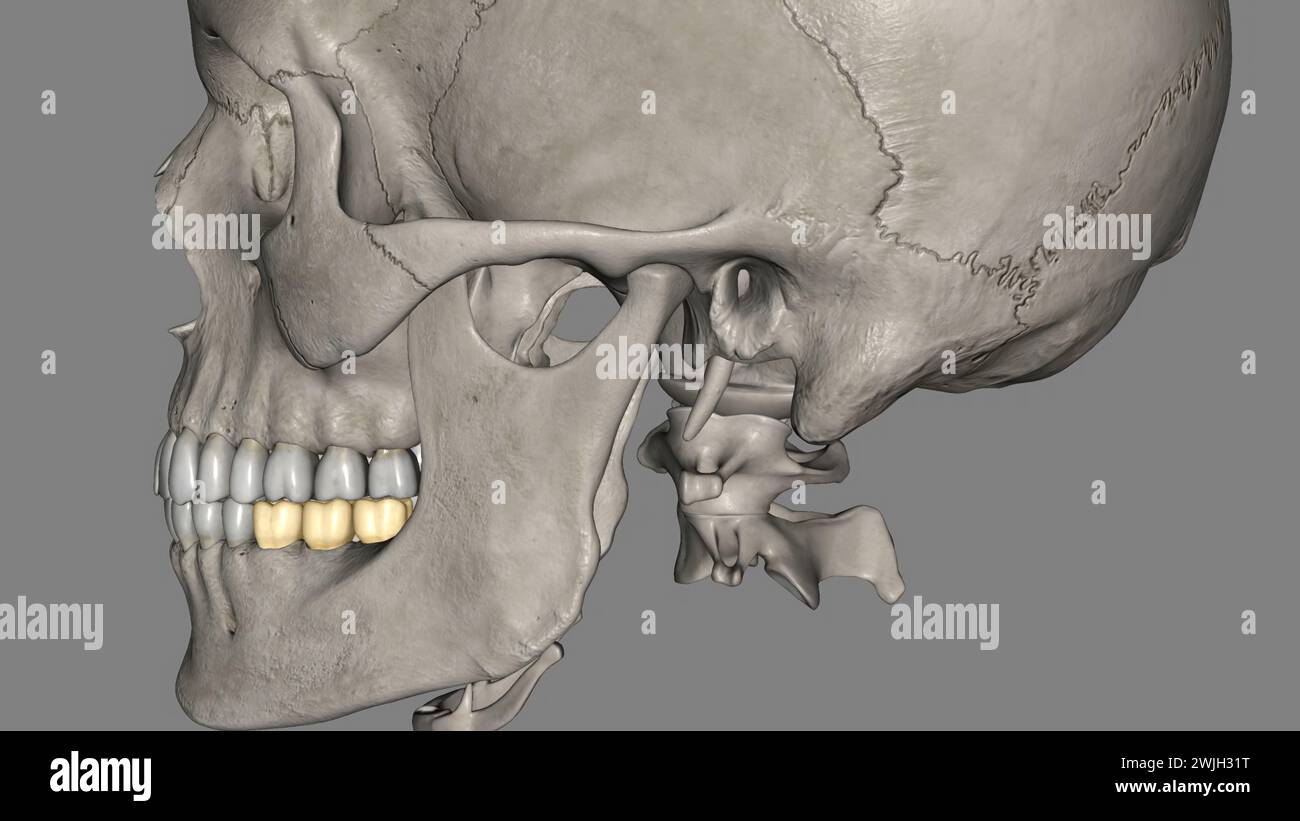 The mandibular first molar usually has two roots, a mesial and a distal ...