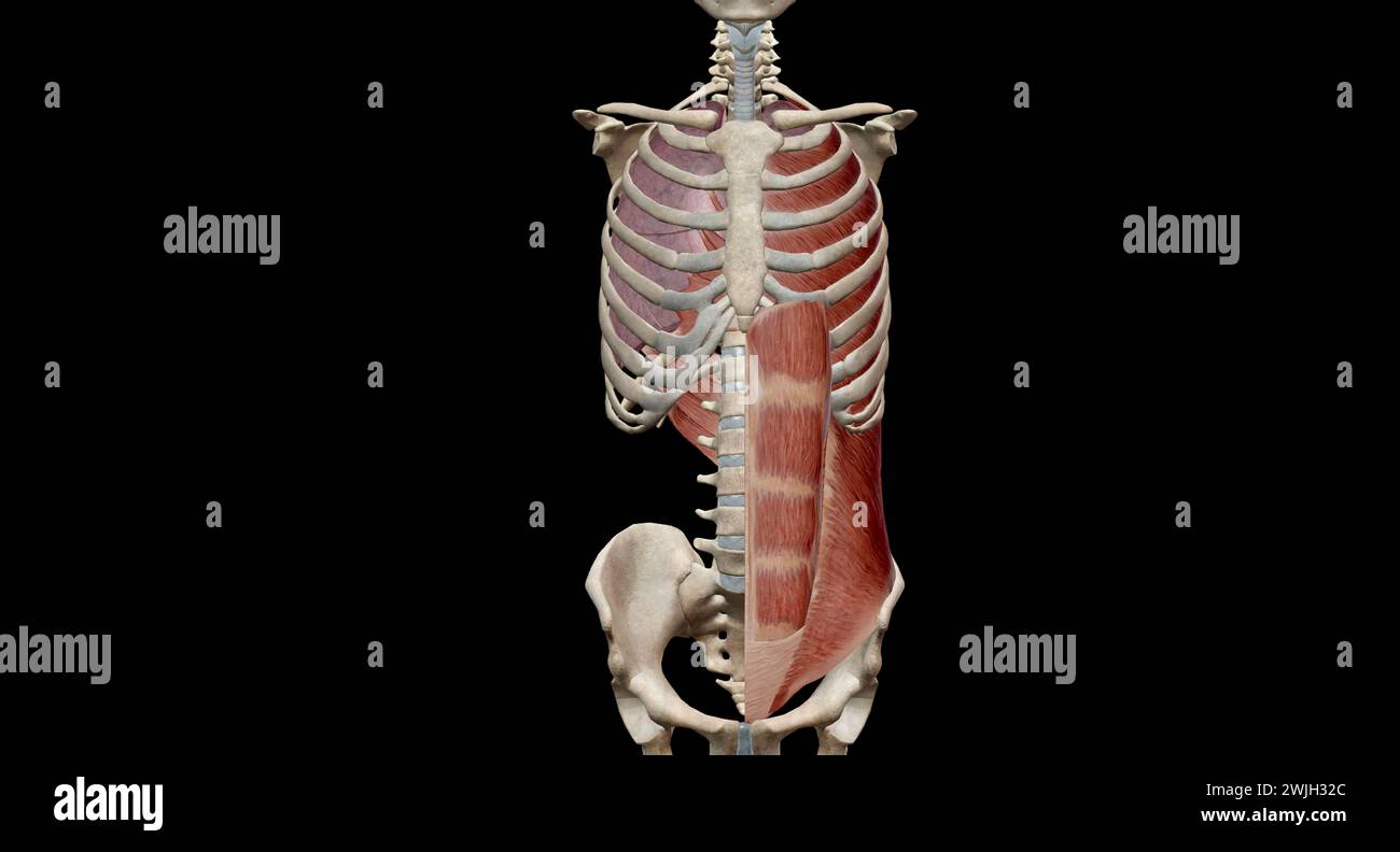 Lung tissue blood vessel hi-res stock photography and images - Alamy
