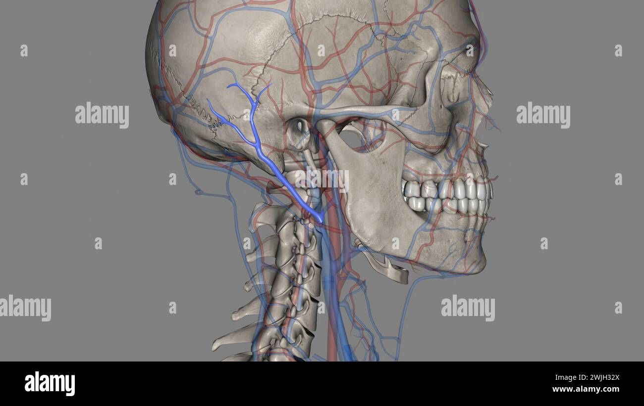 The posterior auricular vein is a vein of the head 3d illustration ...