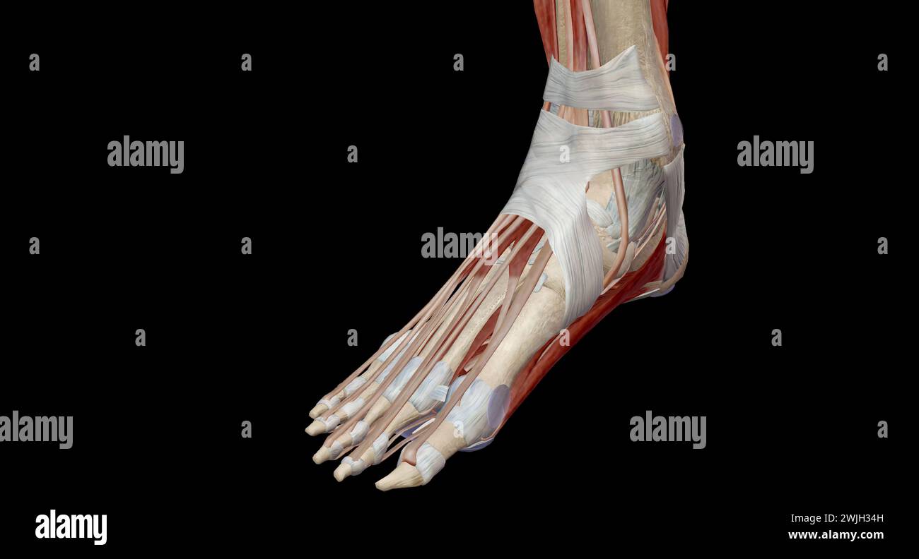 The ankle encompasses the ankle joint, an articulation between the ...