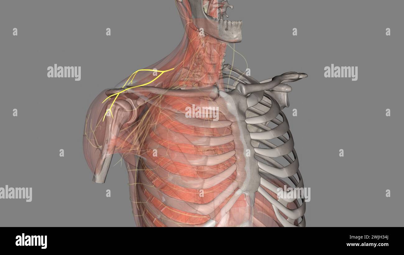 Suprascapular nerve hi-res stock photography and images - Alamy