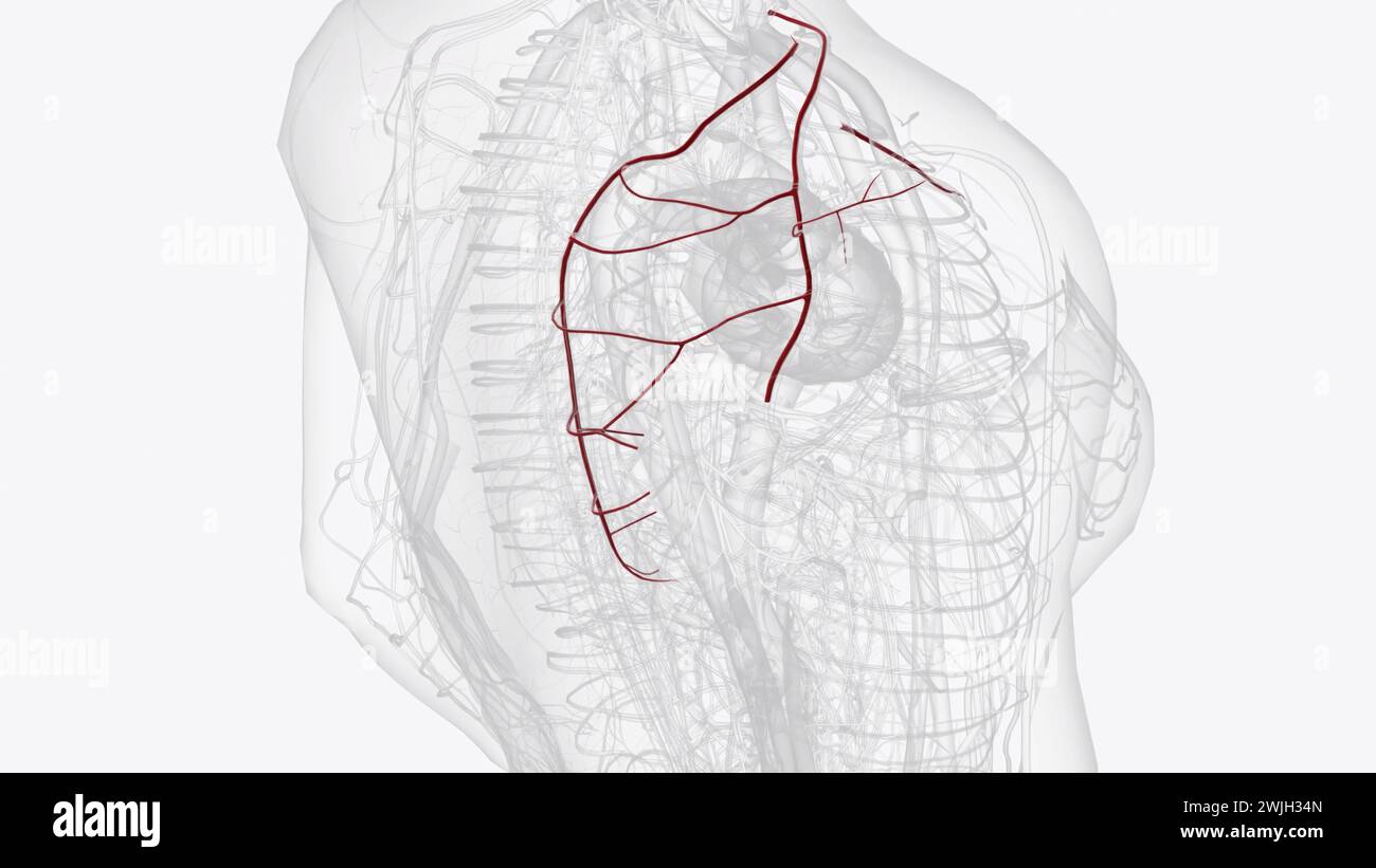 Subclavian muscle hi-res stock photography and images - Alamy