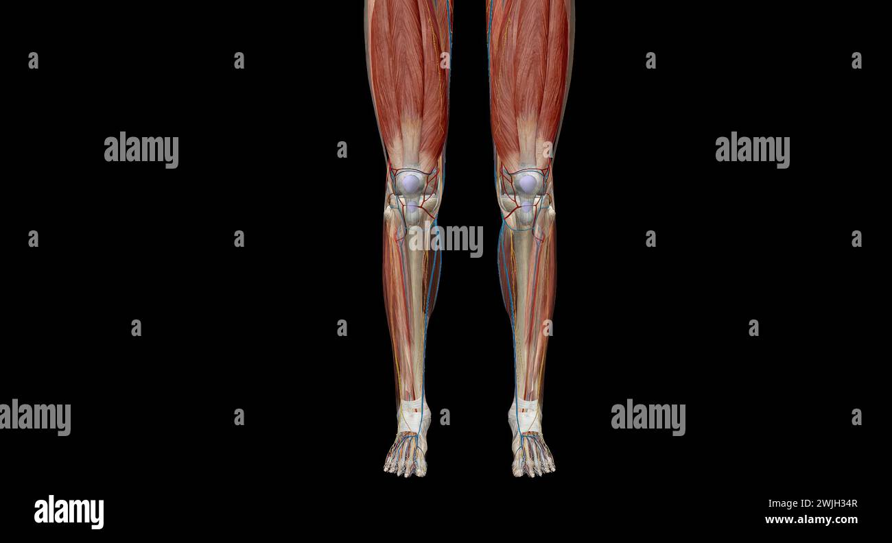 The knee joins the thigh bone (femur) to the shin bone (tibia). 3D ...