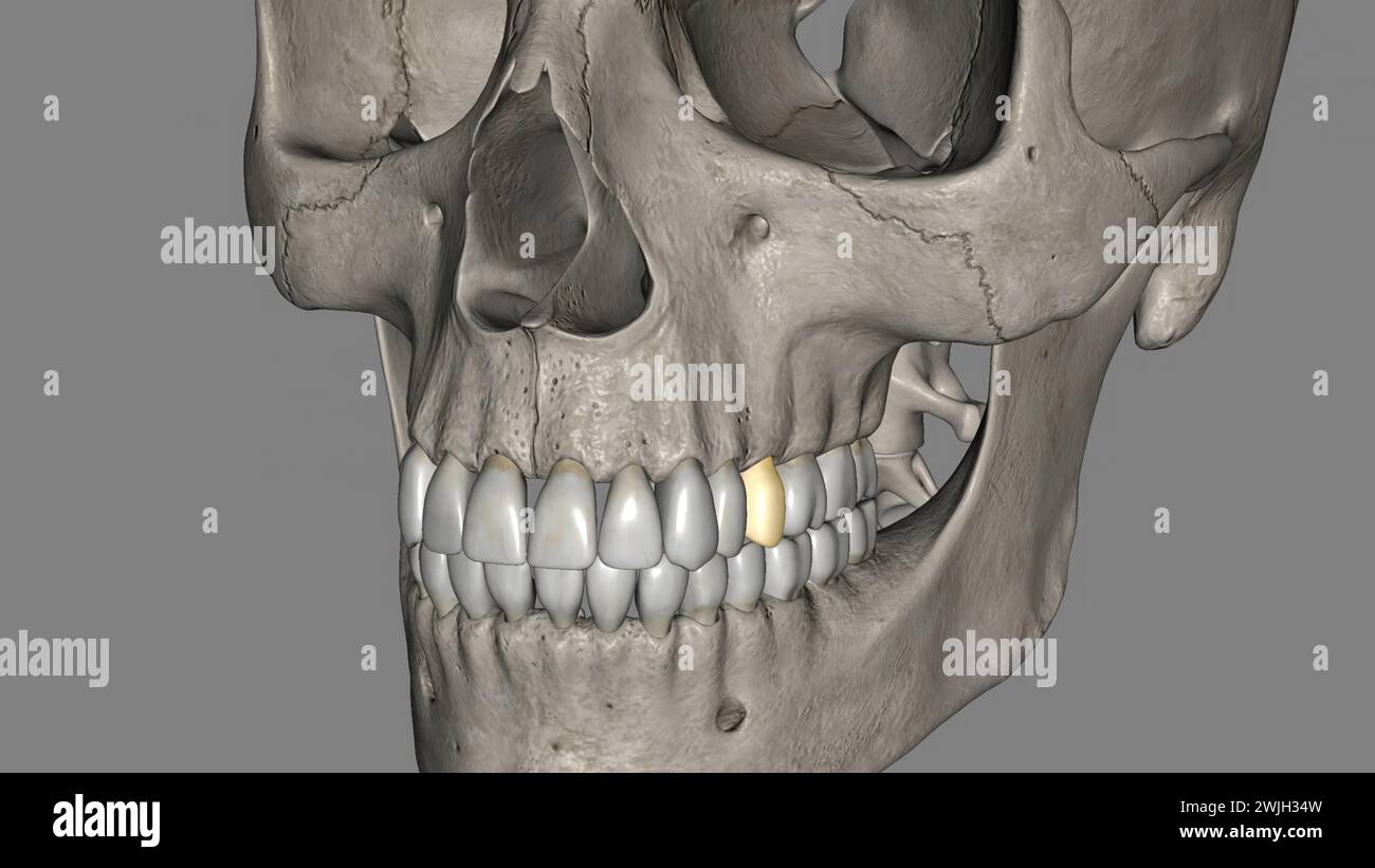 The maxillary second premolar is one of two teeth located in the upper ...