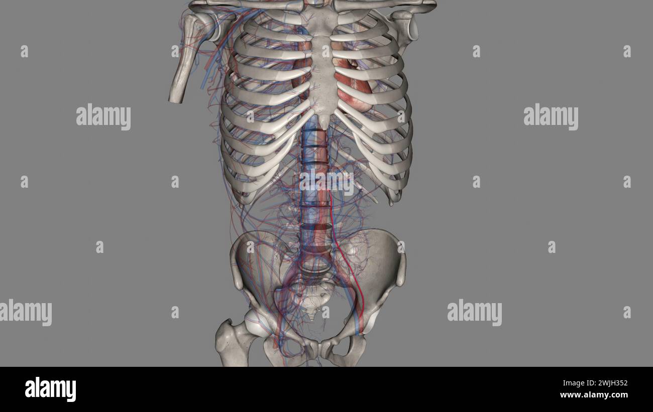 Testicular vein hi-res stock photography and images - Alamy