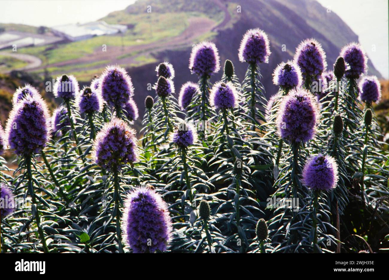 Madeira Madeira, 20240101, Aufnahme 19800520, Alltagsszene ...