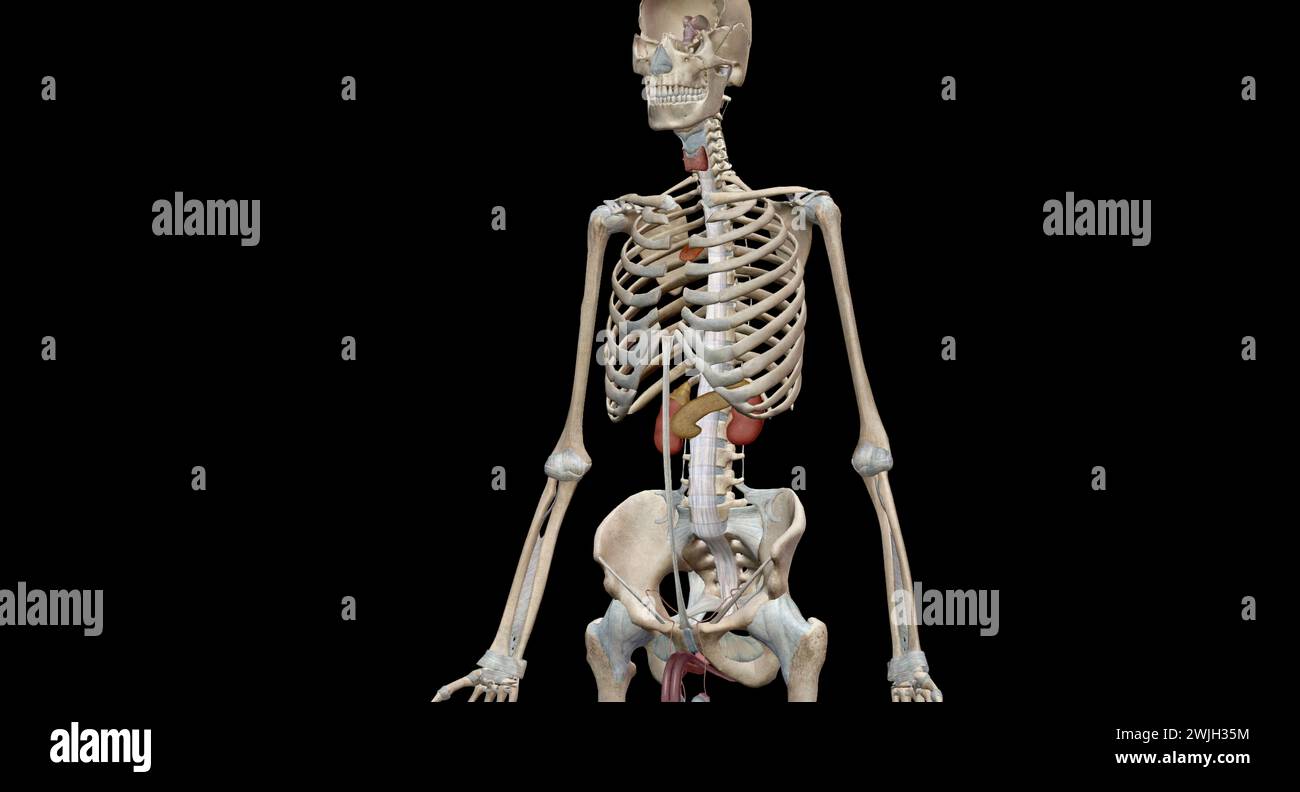 Endocrine glands release hormones into the bloodstream. This lets the ...