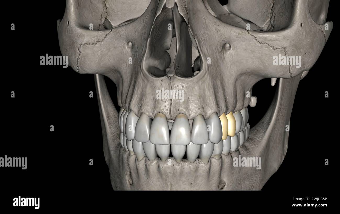 The maxillary premolars number four: two in the right maxilla and two ...