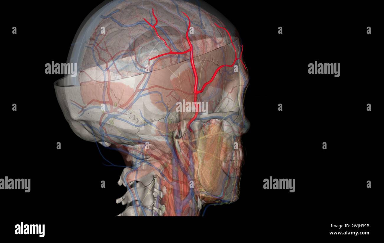The superficial temporal artery is a terminal branch of the external ...