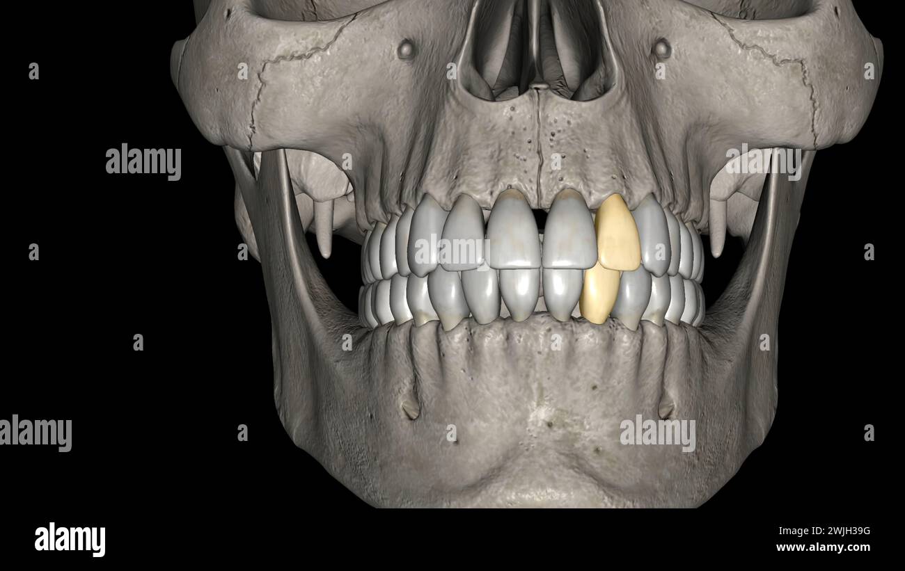 Lateral root system hi-res stock photography and images - Alamy