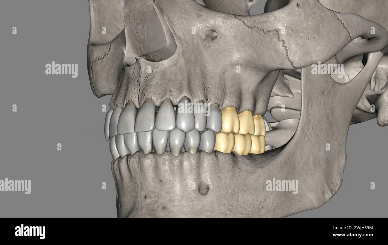 Maxillary premolar hi-res stock photography and images - Alamy