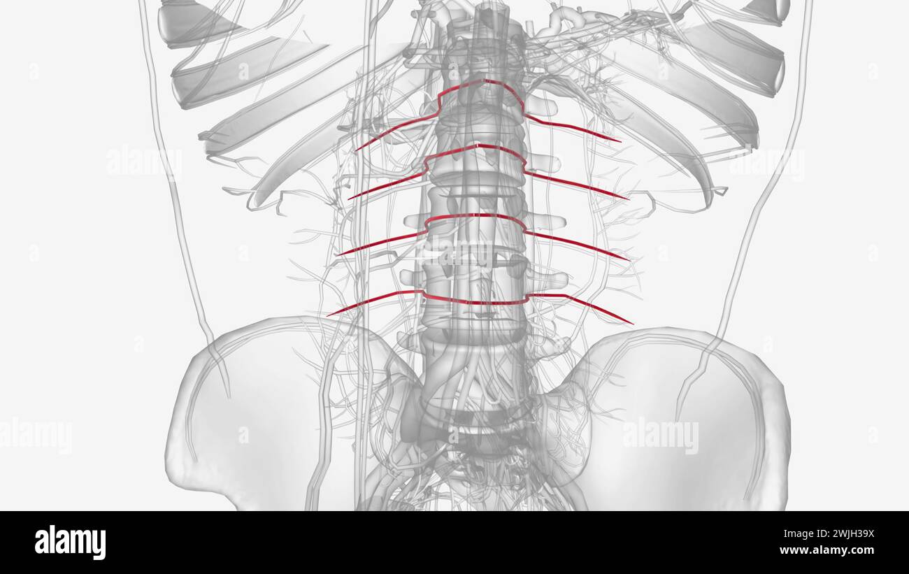 Branches of the abdominal aorta hi-res stock photography and images - Alamy