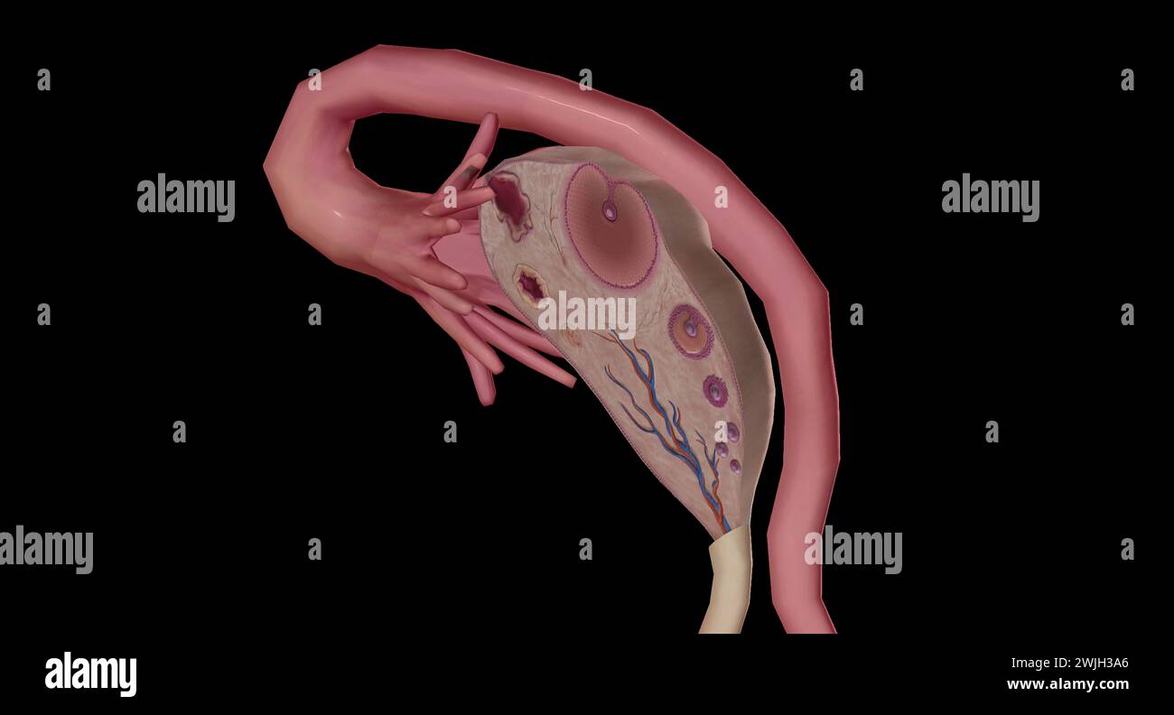 A germinal layer coats the entire ovary, made of cuboidal epithelial ...