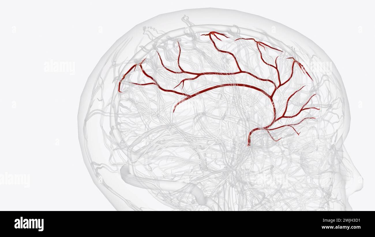 Right anterior cerebral artery and branches 3d illustration Stock Photo ...