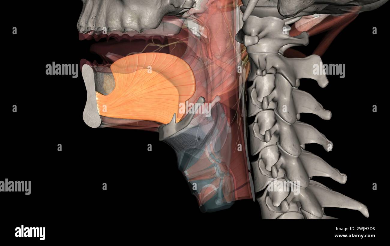Extrinsic tongue muscles hi-res stock photography and images - Alamy