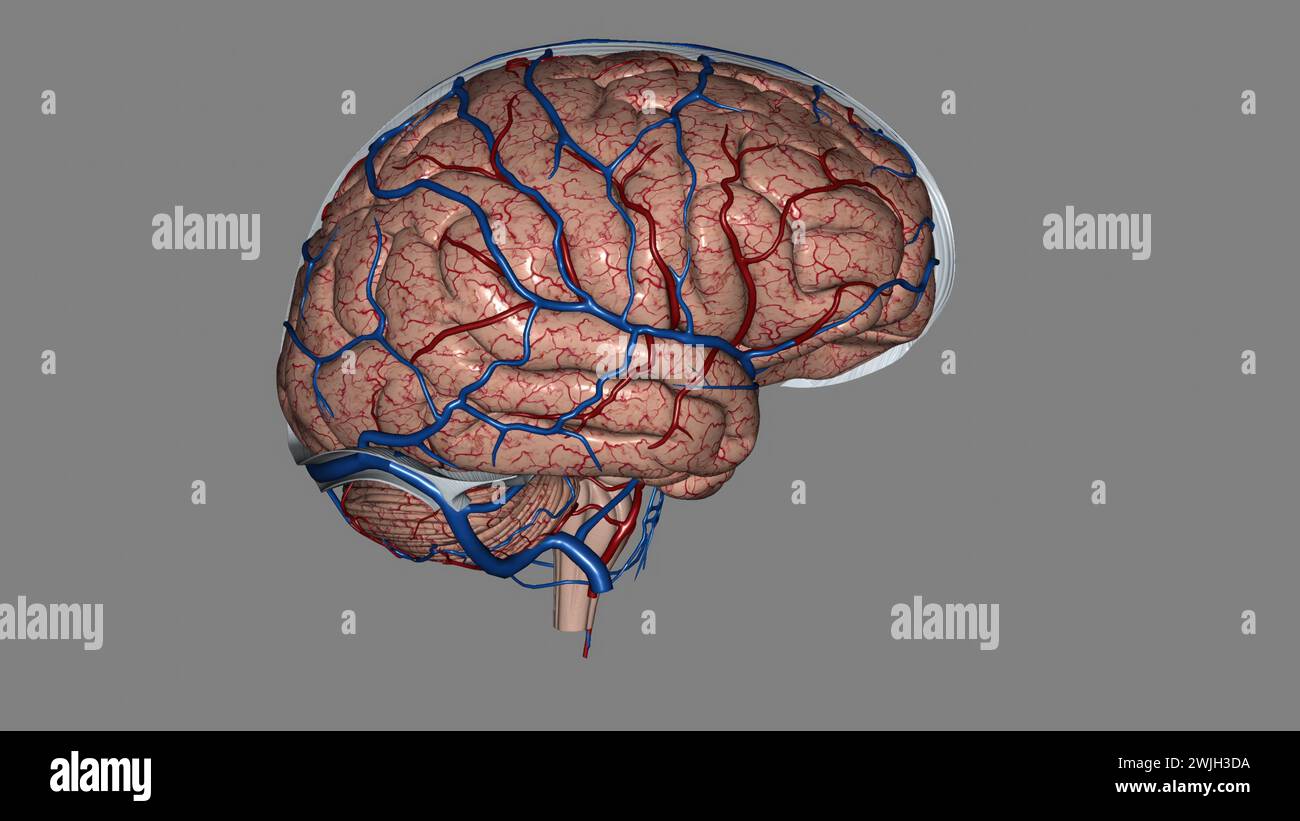 Brain, Arteries and Veins 3d illustration Stock Photo - Alamy