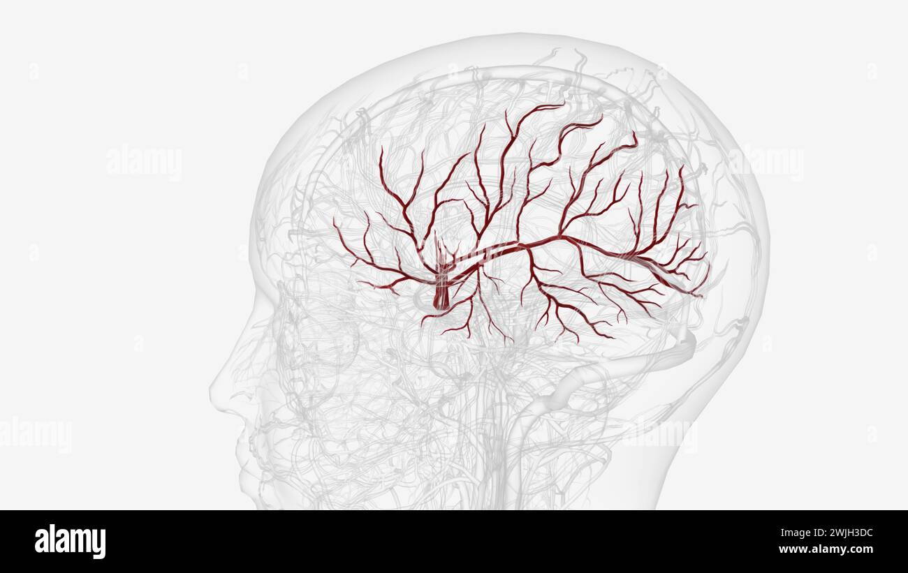 Vena cerebral hi-res stock photography and images - Alamy