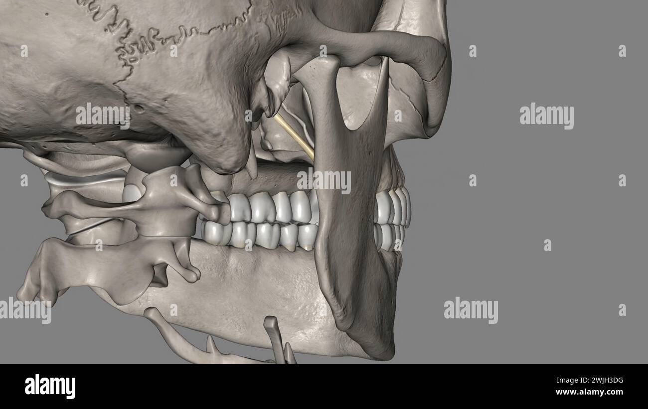 Temporomandibular joint anatomy hi-res stock photography and images - Alamy