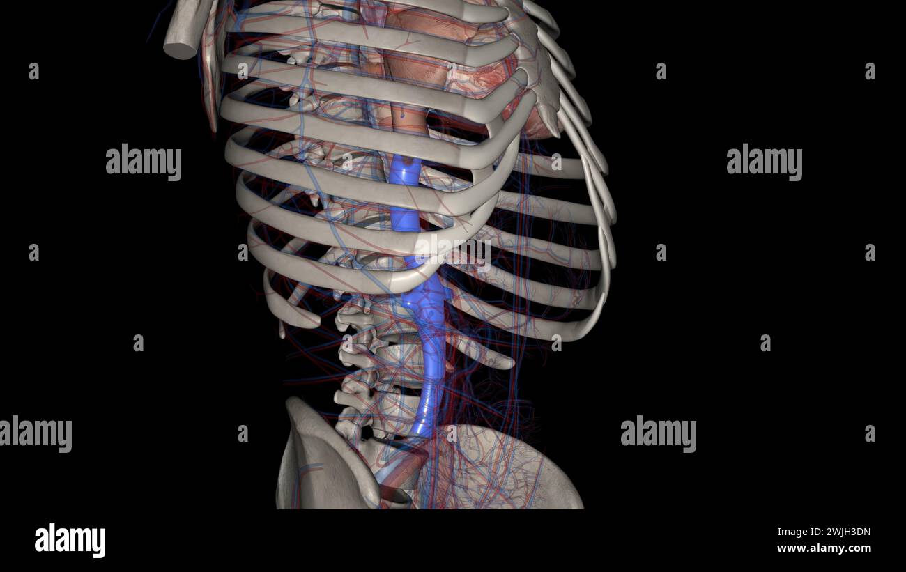The inferior vena cava is a large vein that carries the deoxygenated ...