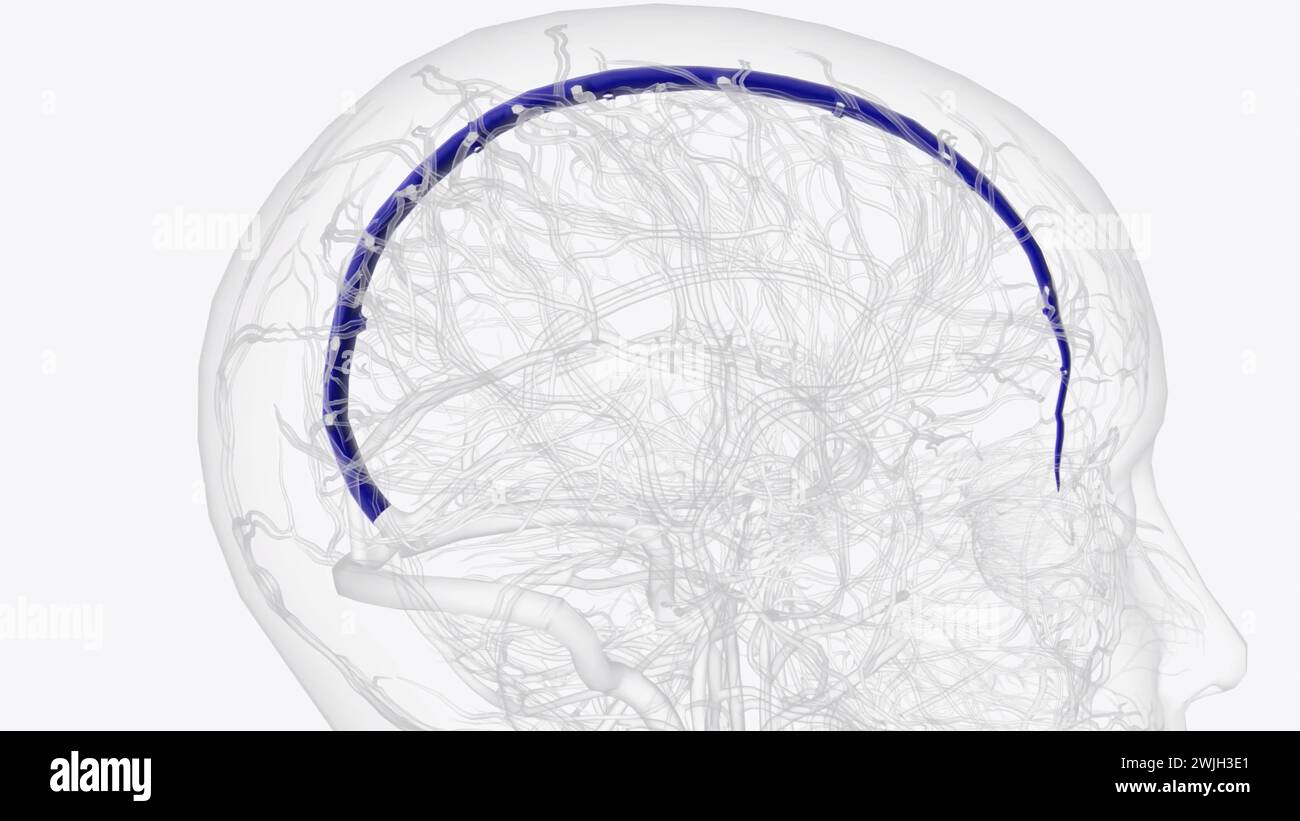 Dural sinuses hi-res stock photography and images - Alamy