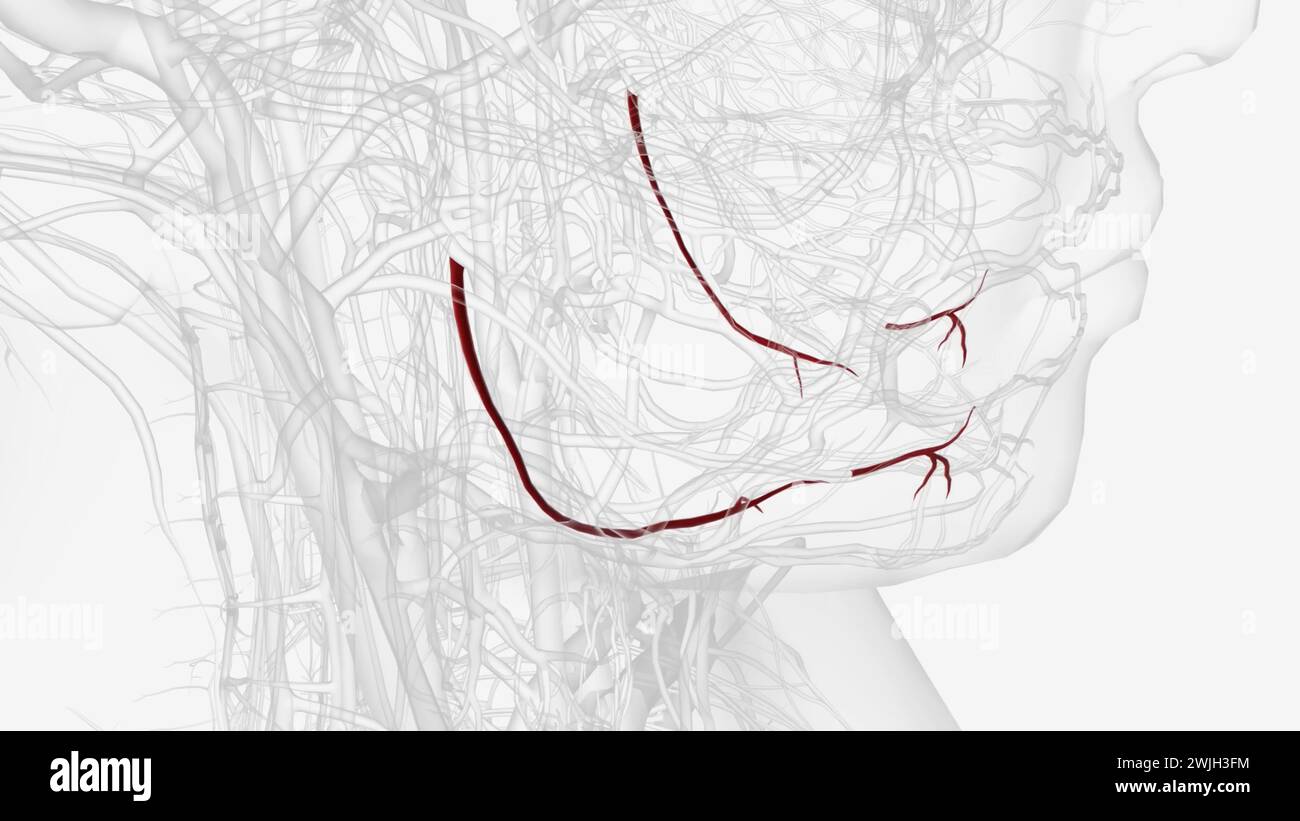 The inferior alveolar artery emits the mylohyoid branch before entering ...