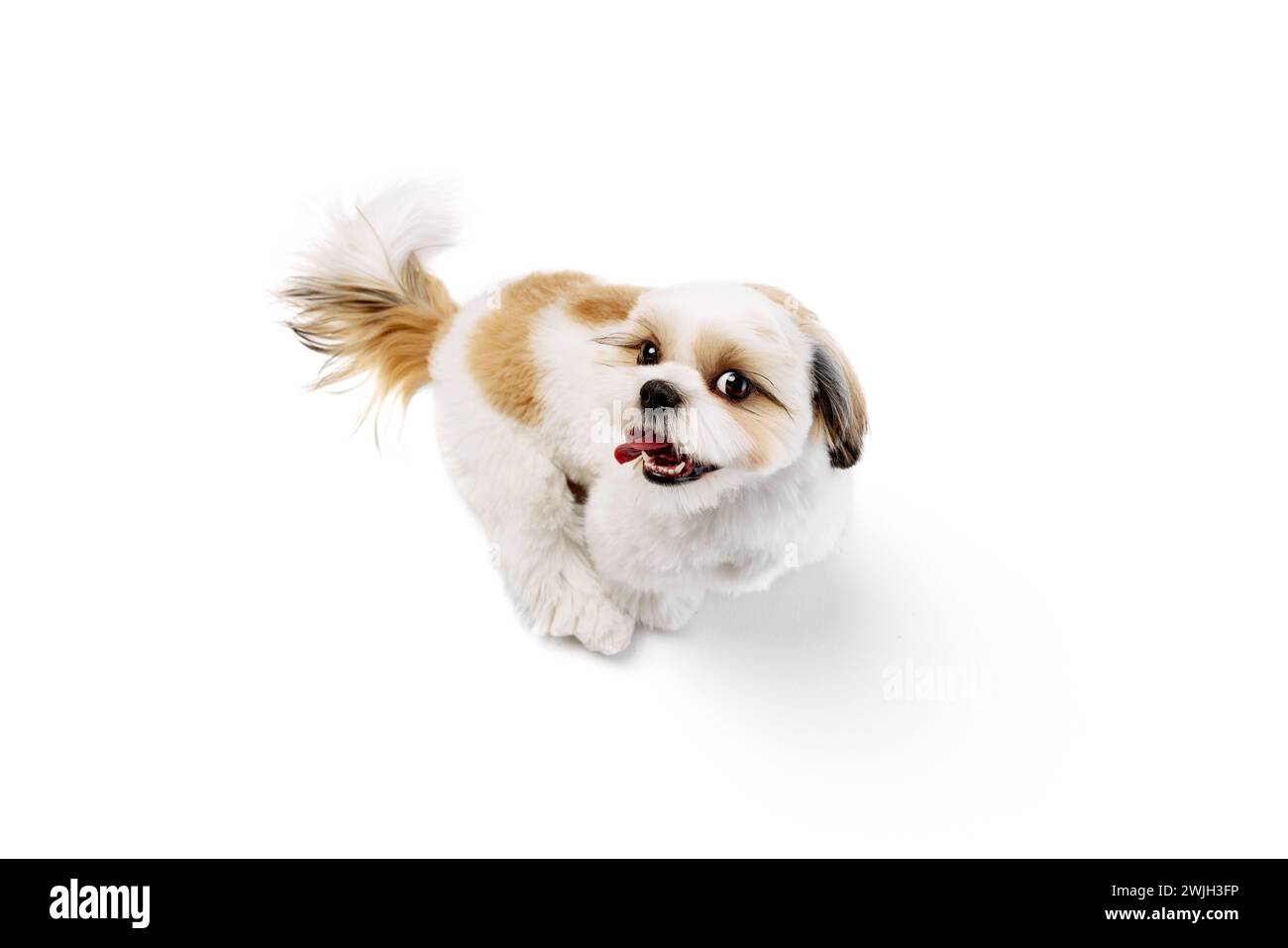 Top view of adorable, happy little purebred shih tzu dog standing with ...