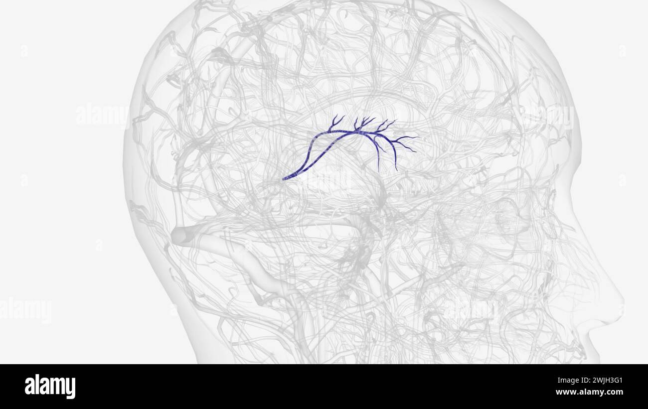The internal cerebral veins are paired, paramedian veins which course ...