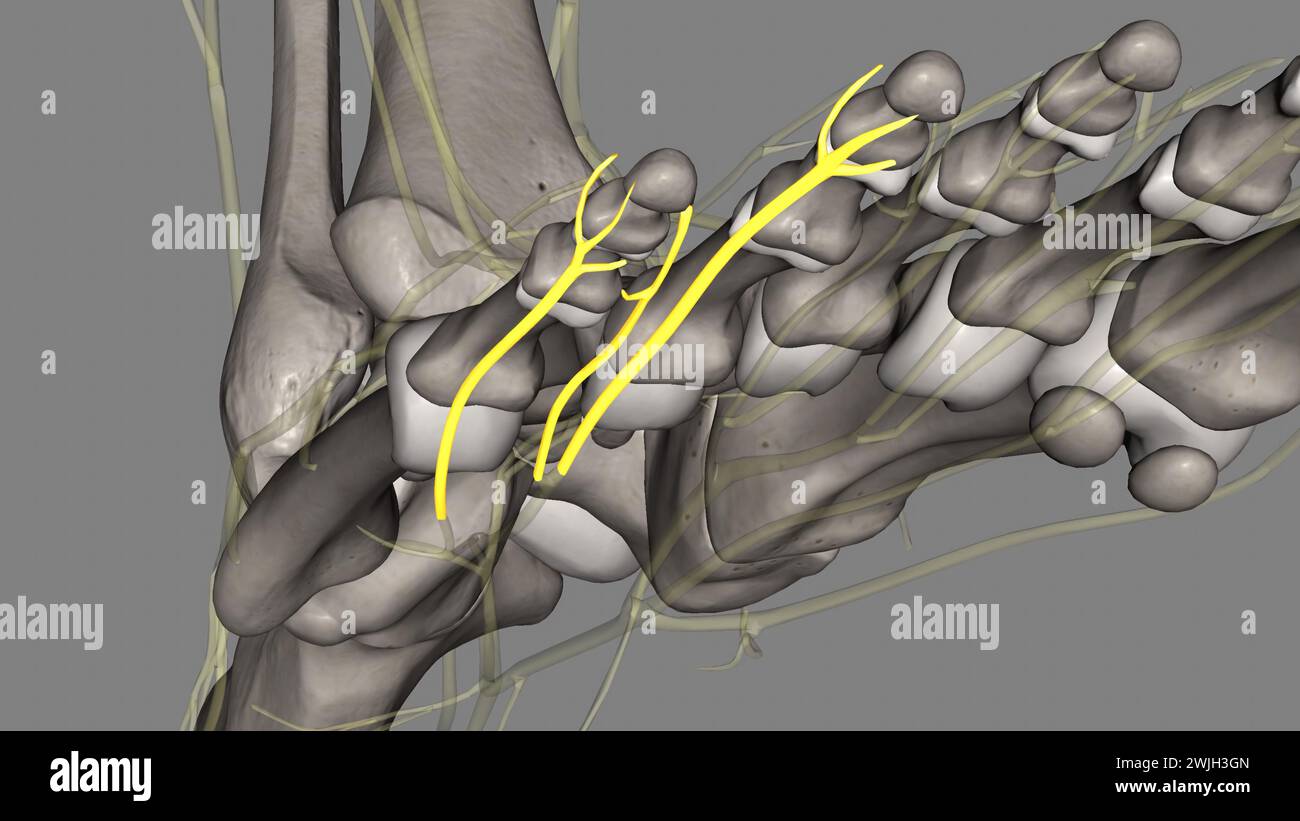 Lateral plantar hi-res stock photography and images - Alamy