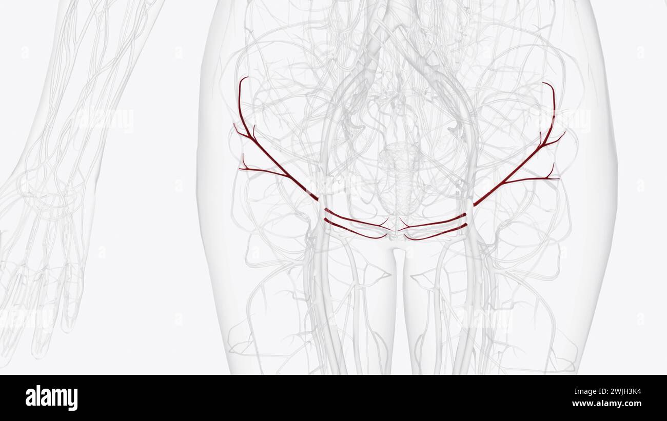 Left femoral artery hi-res stock photography and images - Alamy