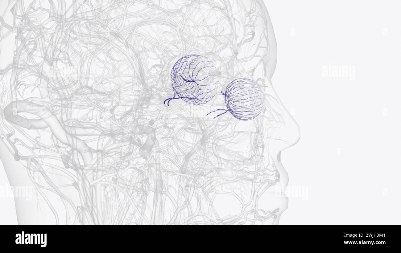 Vorticose vein hi-res stock photography and images - Alamy