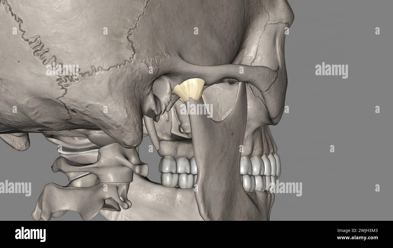 Temporomandibular joint anatomy hi-res stock photography and images - Alamy