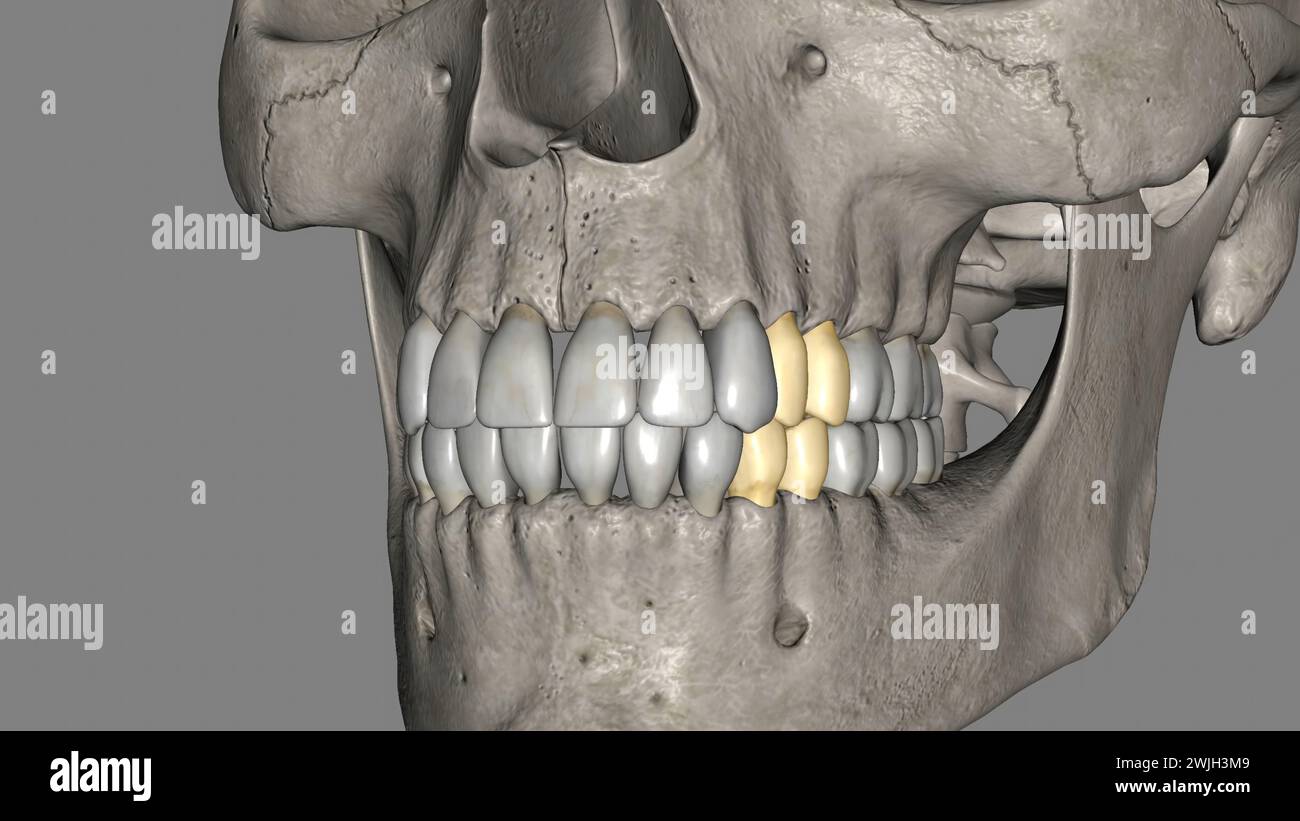 Mandibular teeth human hi-res stock photography and images - Alamy