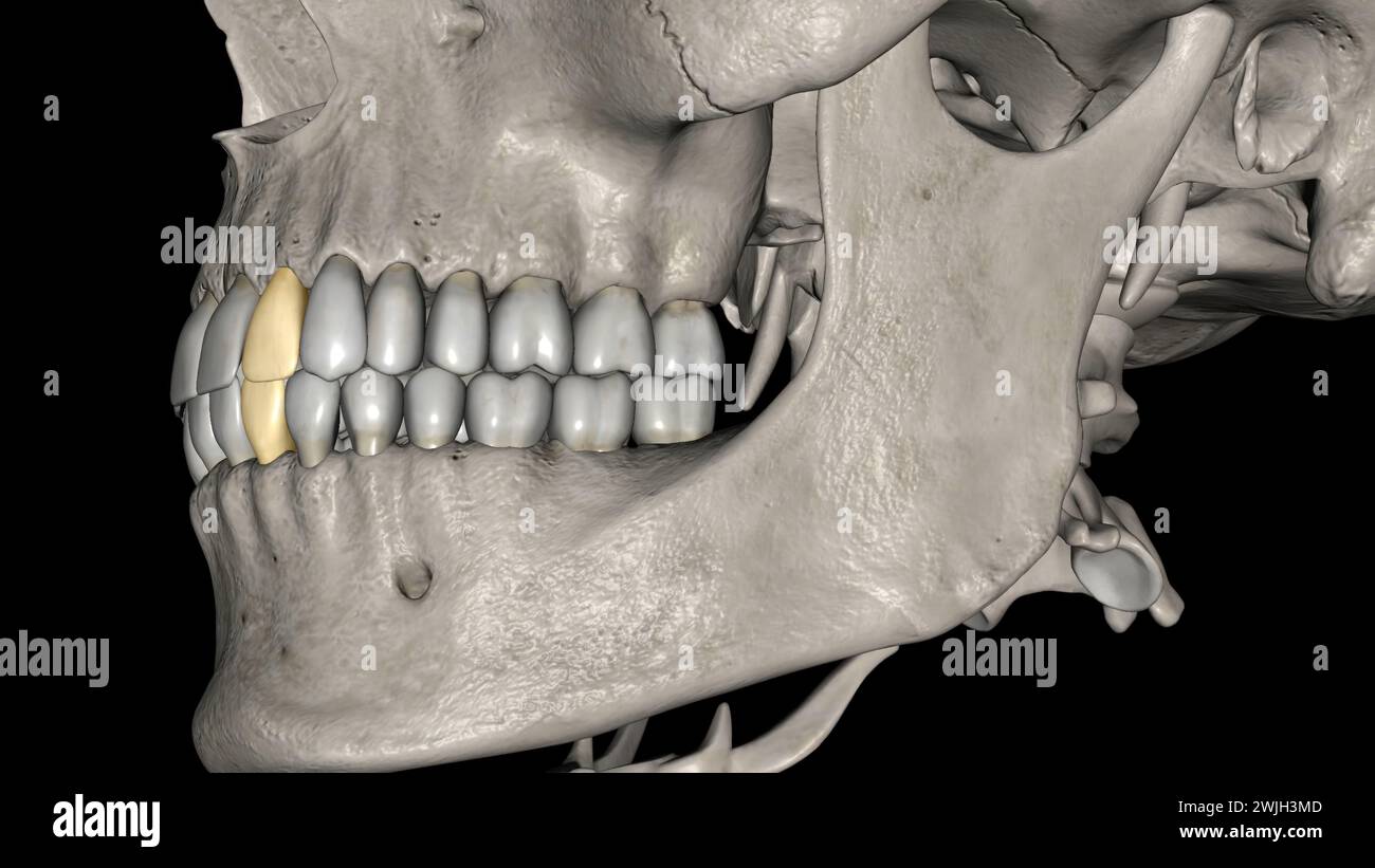 Lateral root system hi-res stock photography and images - Alamy