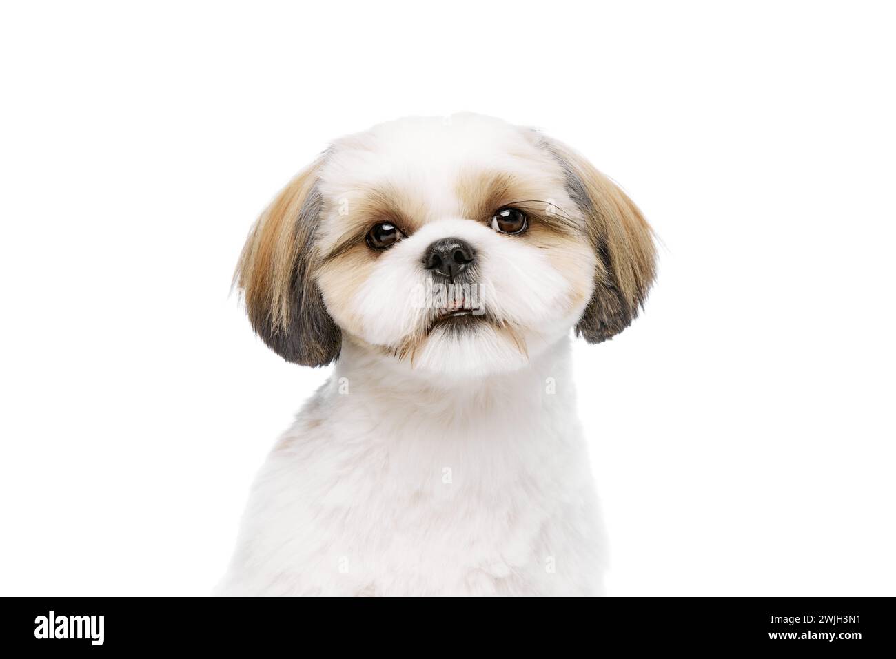 Beautiful, purebred little doggie, purebred shih tzu dog isolated on ...