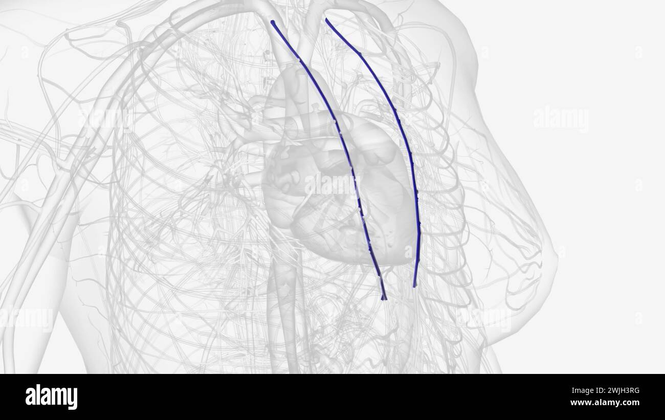 The internal thoracic vein is located deep within your chest 3d ...