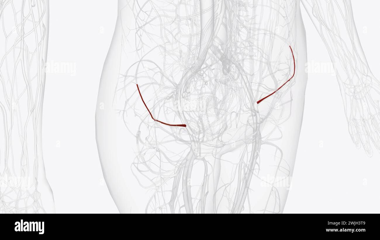 Pelvic wall hi-res stock photography and images - Alamy